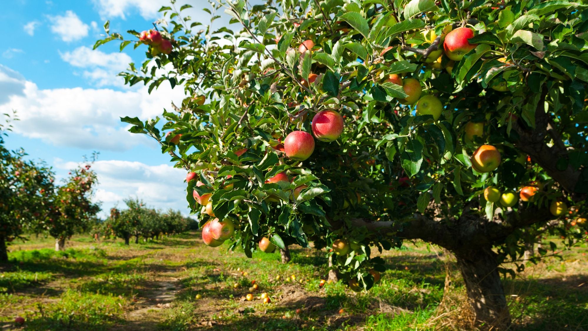 A Guide to Pruning Apple Trees in Your Garden UK | Oaktree Garden Centre
